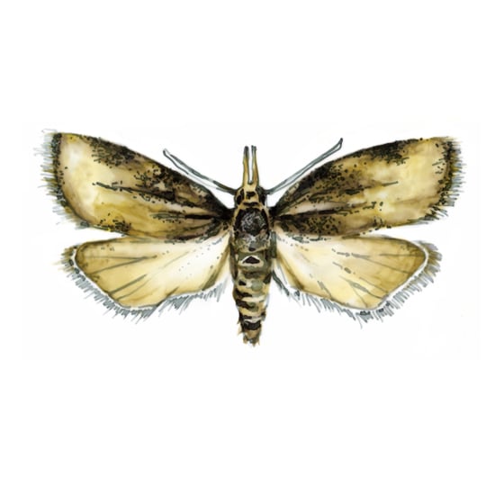 CheckMate® OLR Dispenser for Omnivorous Leafroller | Suterra